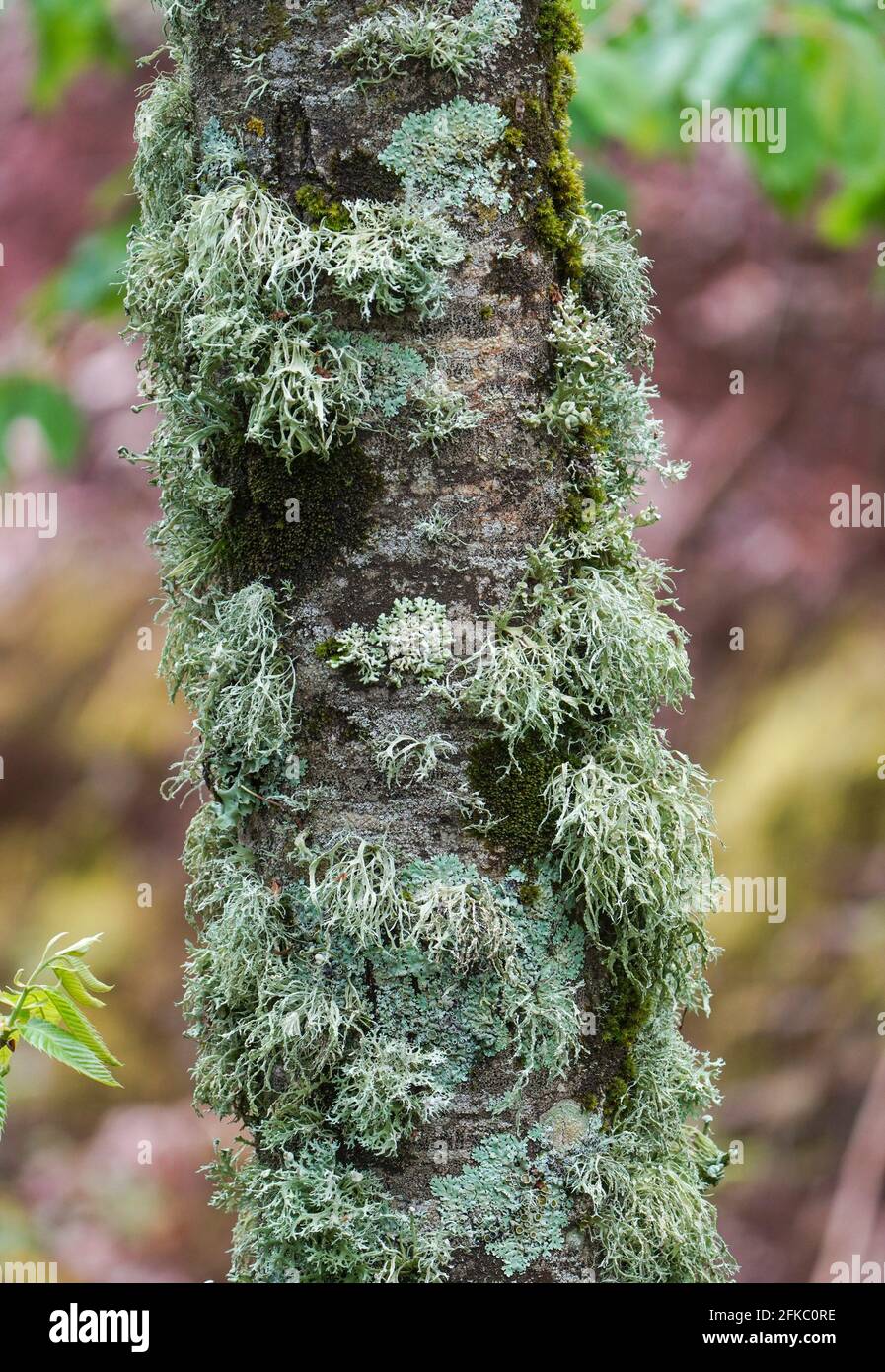Lichen on pine tree trunk hi-res stock photography and images - Alamy