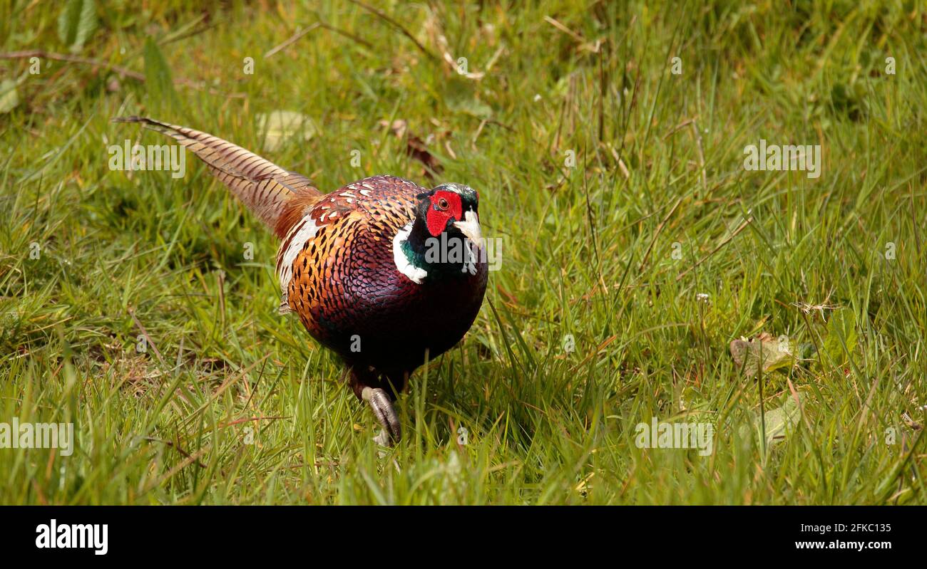 Iridescence in feathers hi-res stock photography and images - Alamy