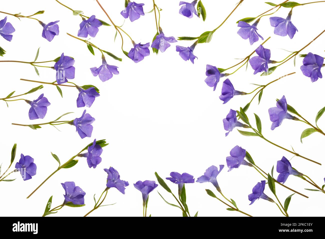 Flowers texture. Purple periwinkle flowers frame on a white background ...