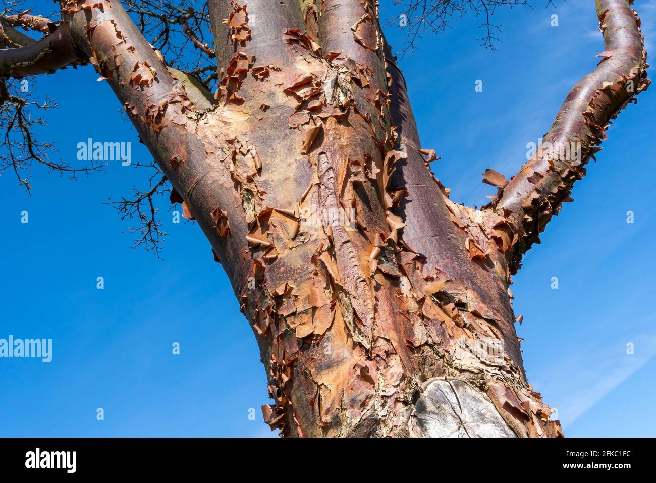 Acer griseum tree in winter with a blue sky which is commonly known as ...