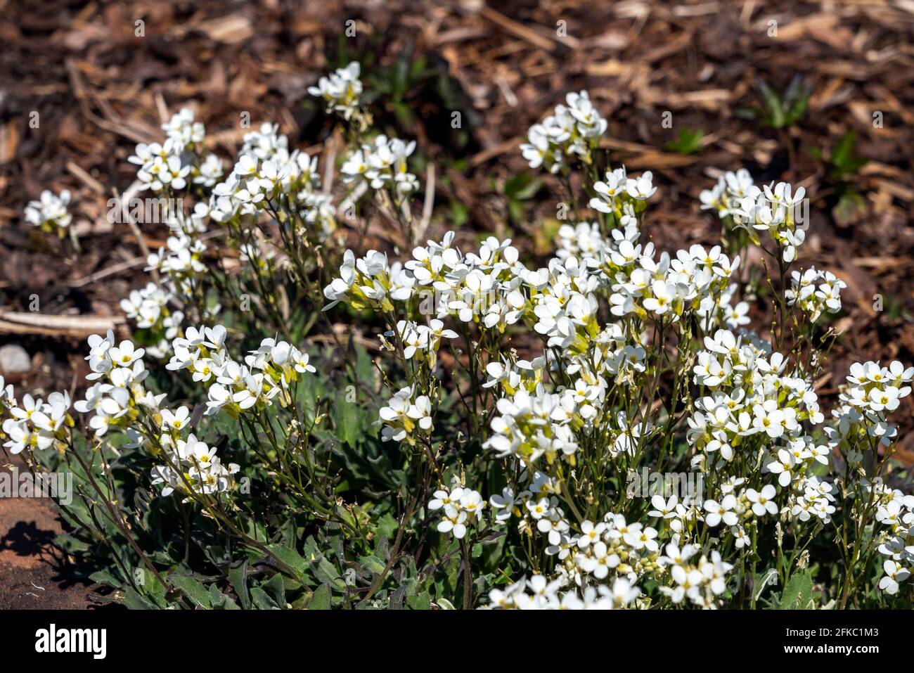 Arabis alpina hi-res stock photography and images - Alamy