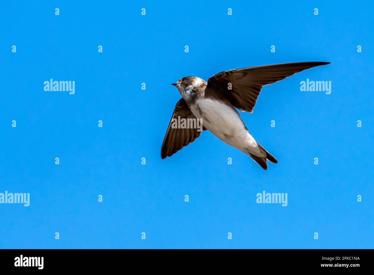 Flying bird sand isolated hi-res stock photography and images - Alamy