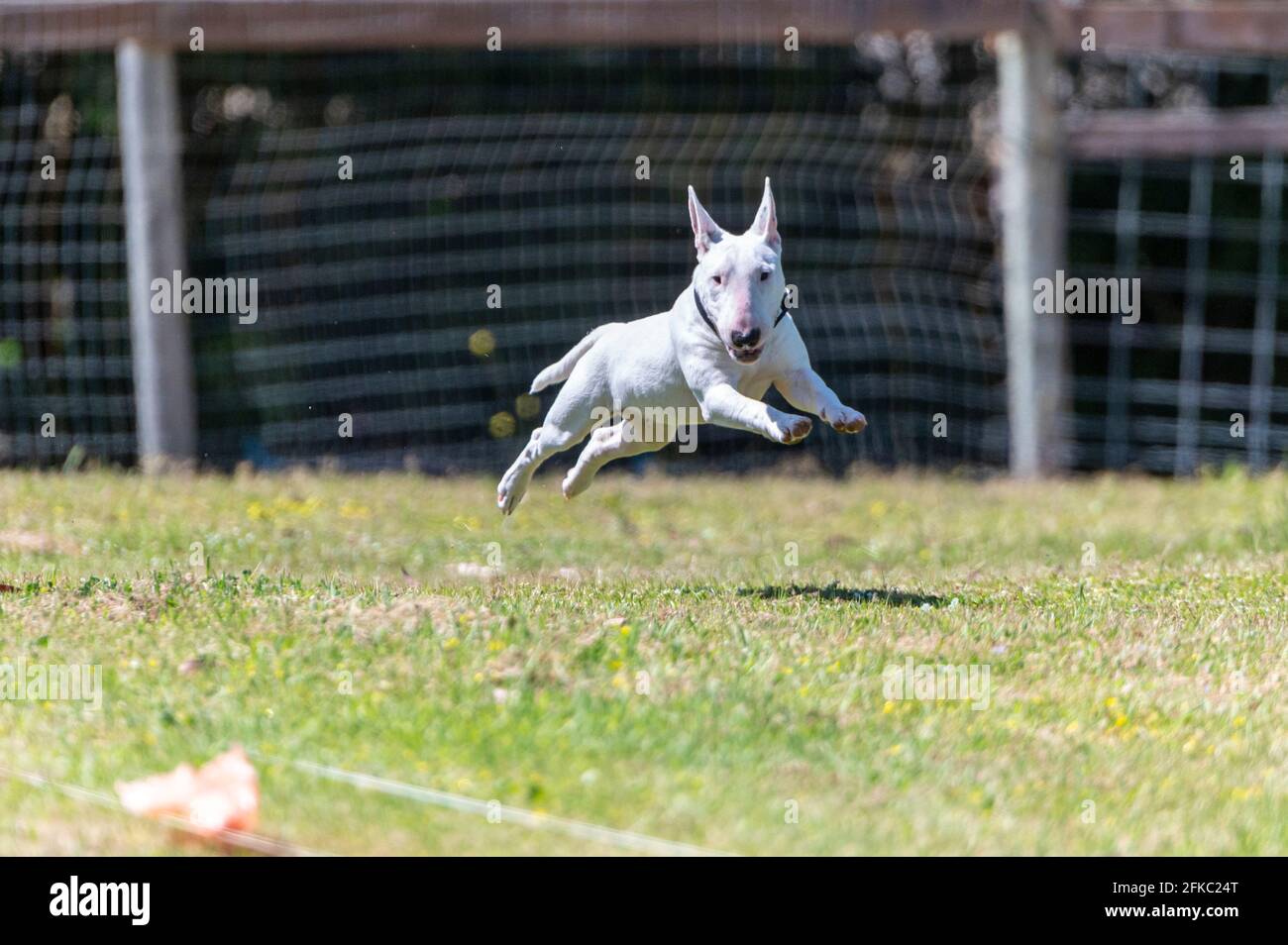 Miniature white bull bull terrier on a FastCAT lure line race Stock ...