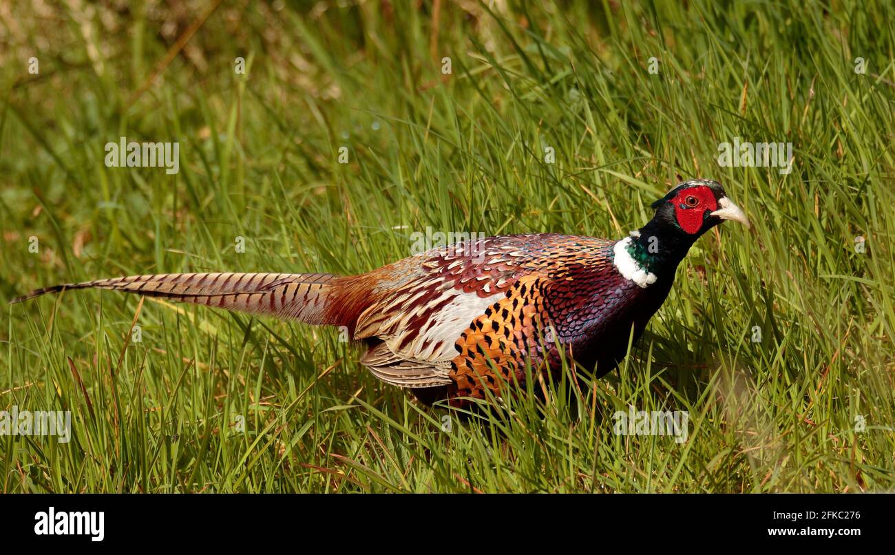 Bright plumage bird hi-res stock photography and images - Alamy
