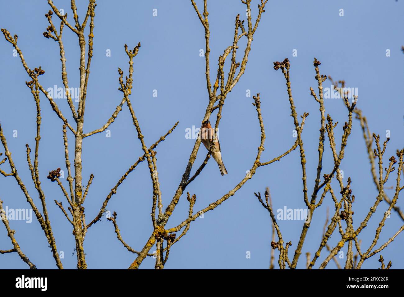 the chaffinch (Fringilla coelebs) feeding in the green field in summer ...