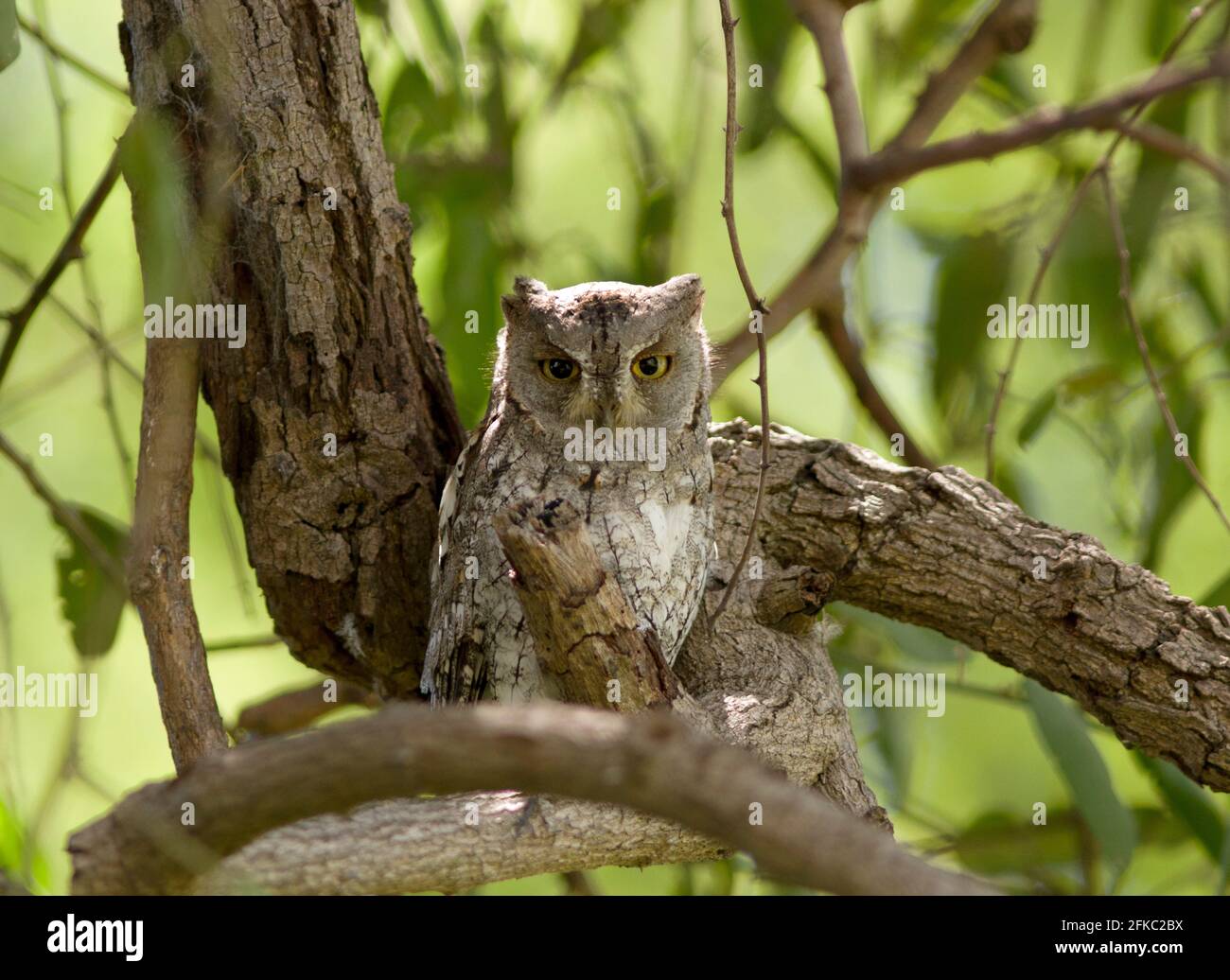 Disruptive Patterning High Resolution Stock Photography and Images - Alamy