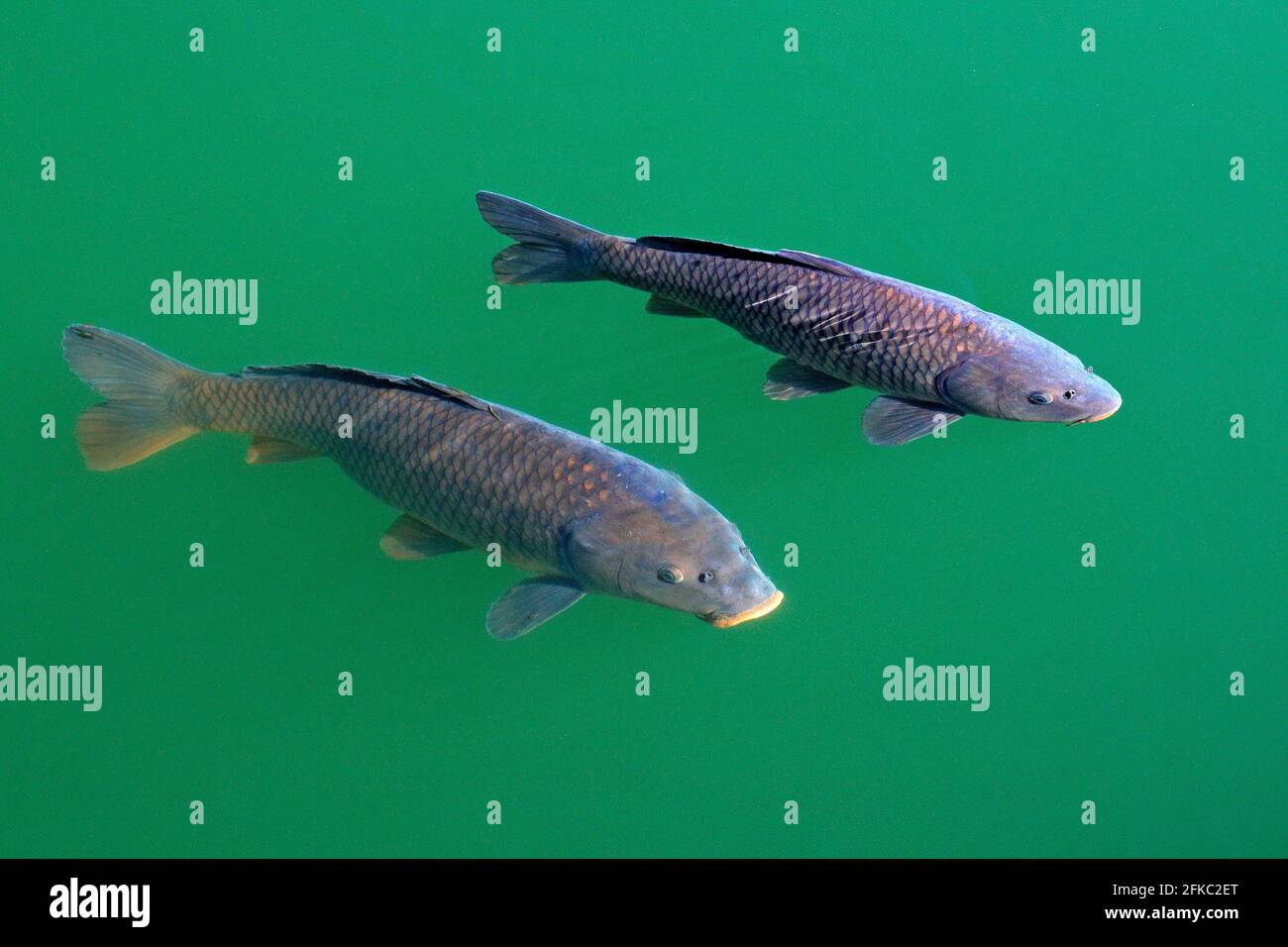 Common Pond Fish