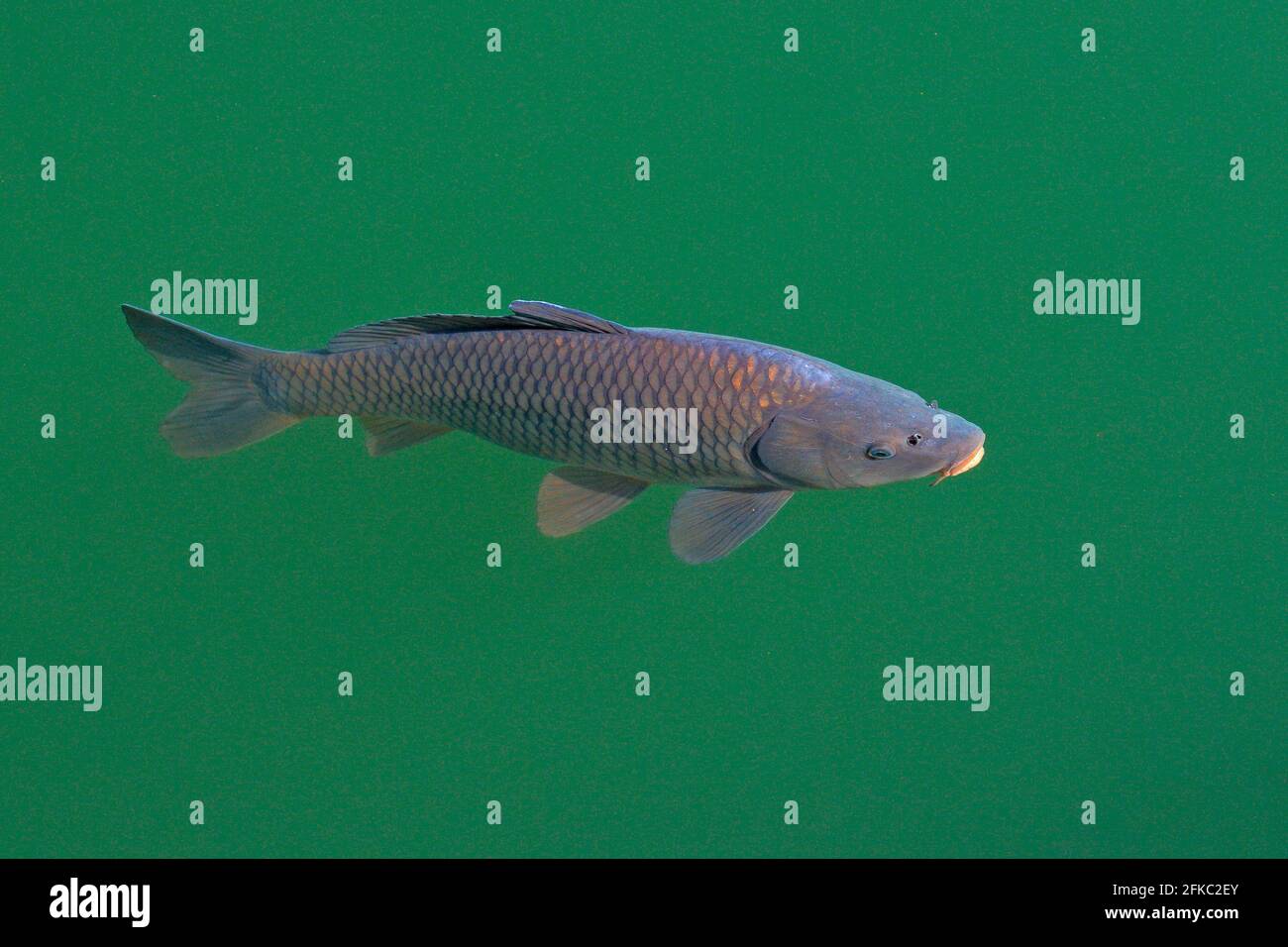 European common carp, Cyprinus carpio, widespread freshwater fish in ...