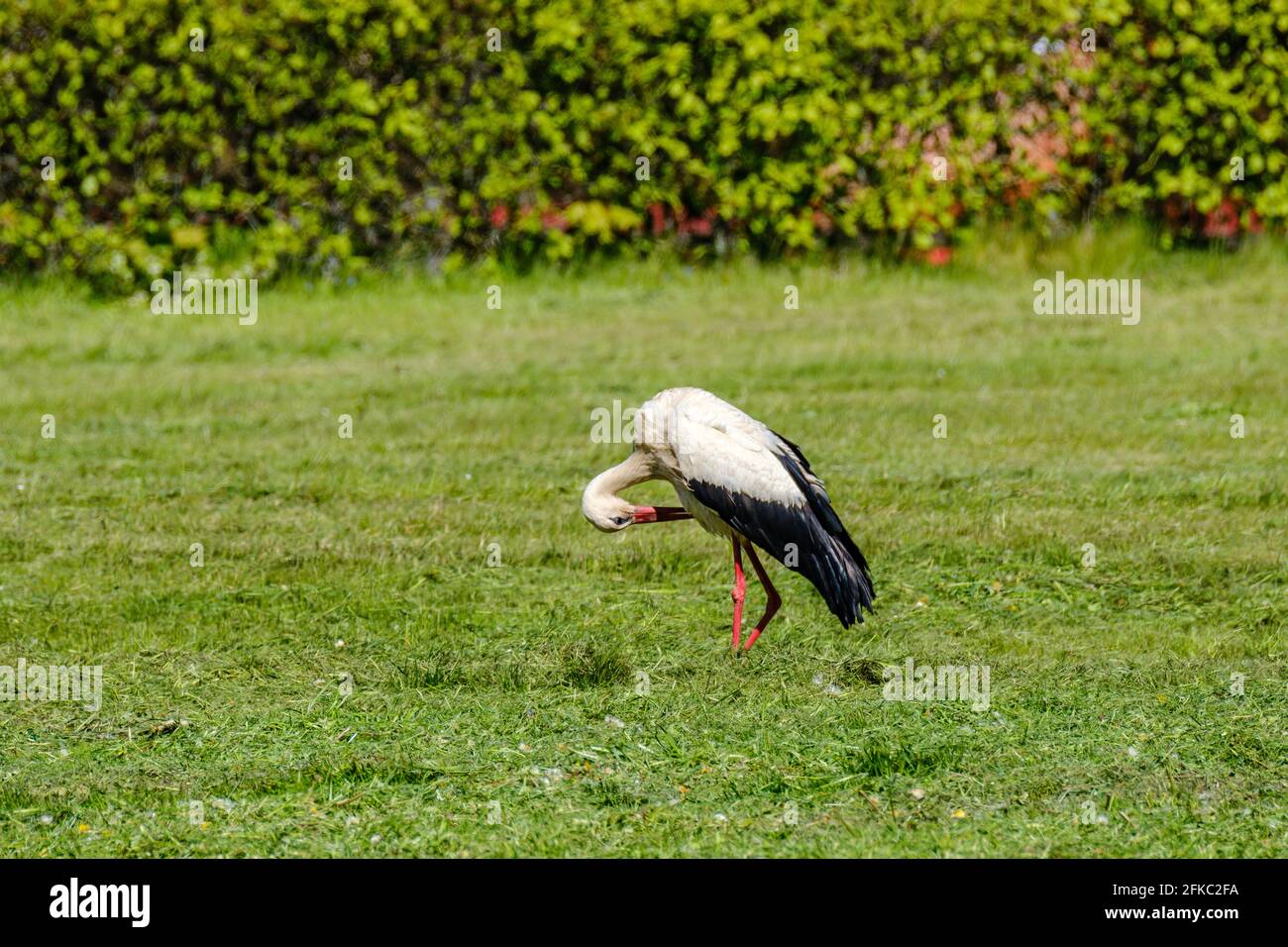 white stork feeding in the field and gathering branches for nest Stock ...
