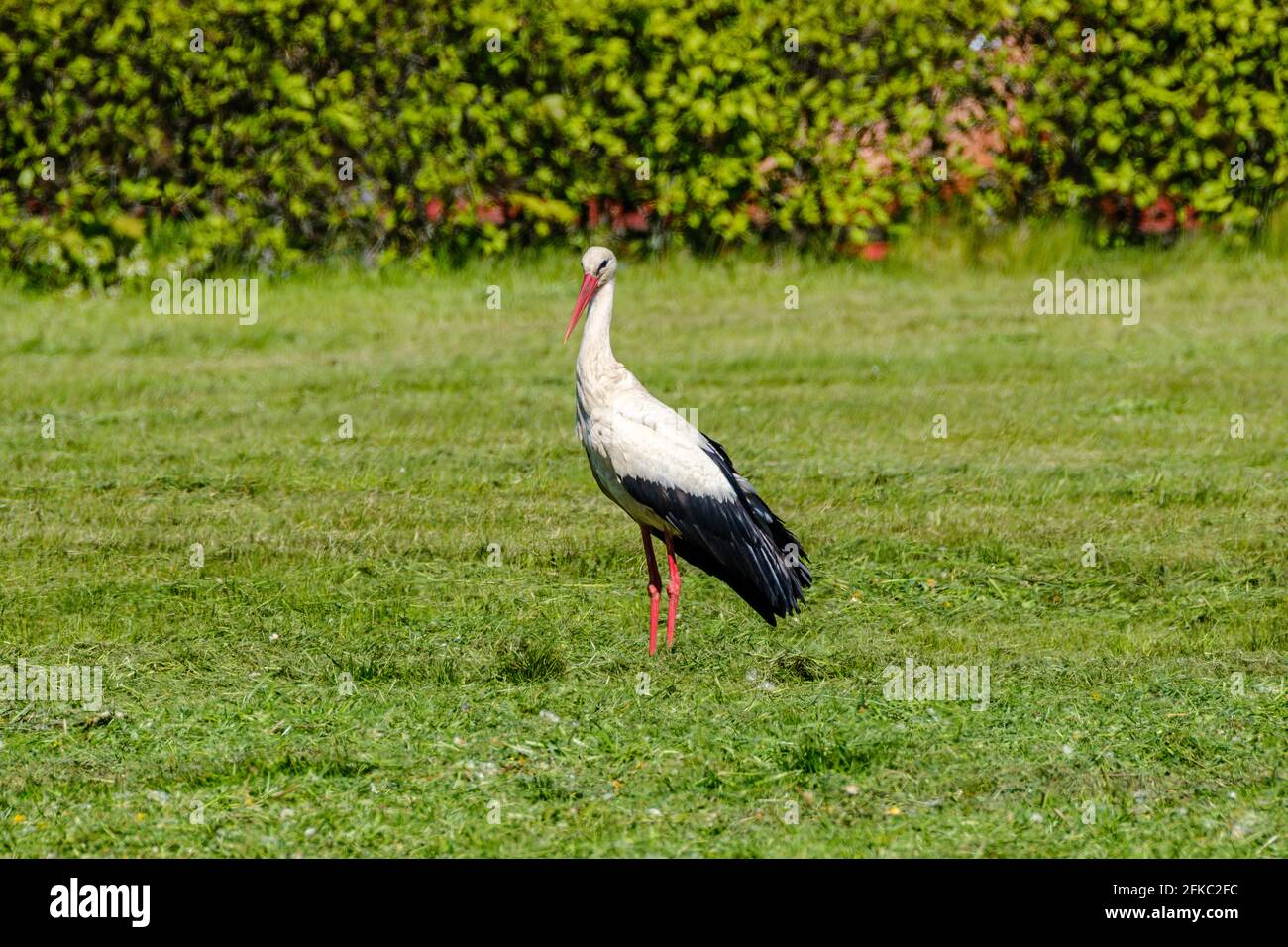 white stork feeding in the field and gathering branches for nest Stock ...