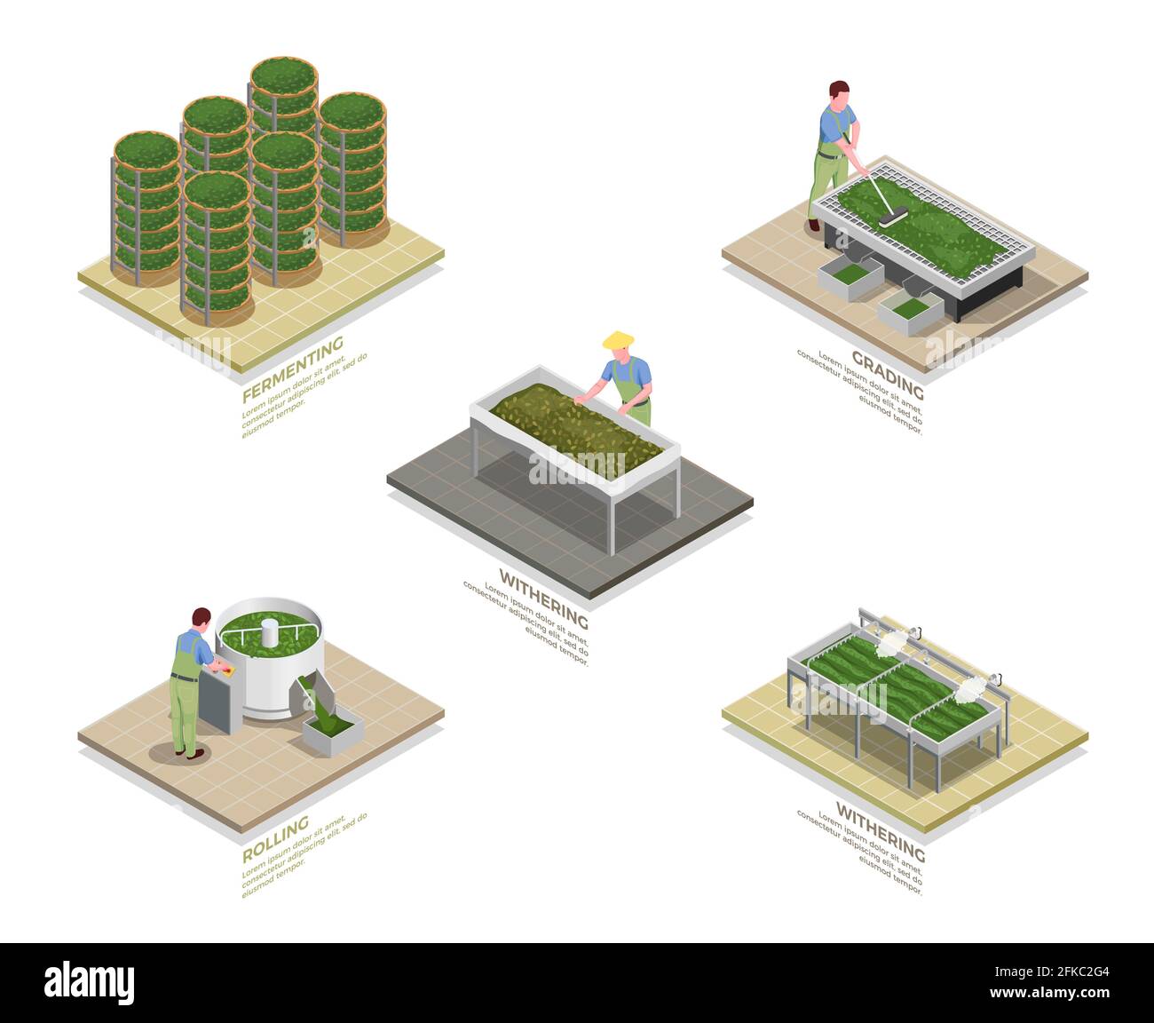Tea industry production process 5 isometric infographic elements set ...