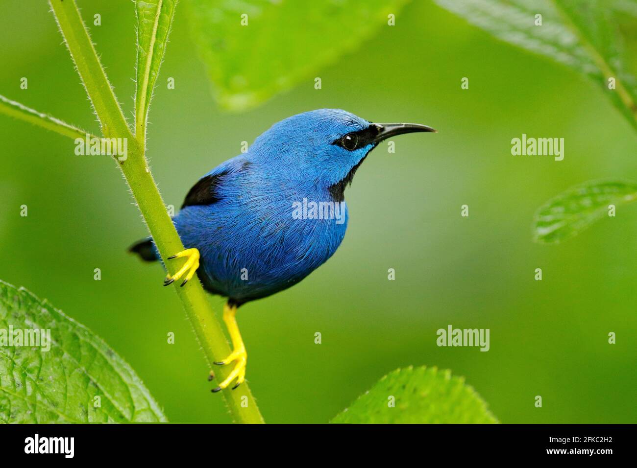 Blue tropic bird, close-up portrait. Shining Honeycreeper, Cyanerpes ...