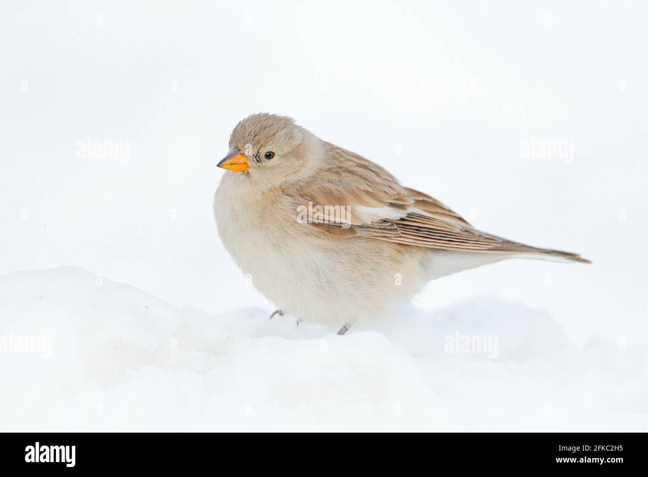 Tibetan snowfinch, Montifringilla henrici, bird sitting in white snow ...