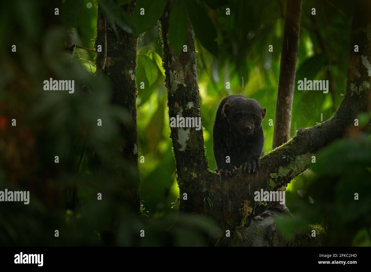 Tayra, Eira barbara, omnivorous animal from the weasel family. Tayra ...