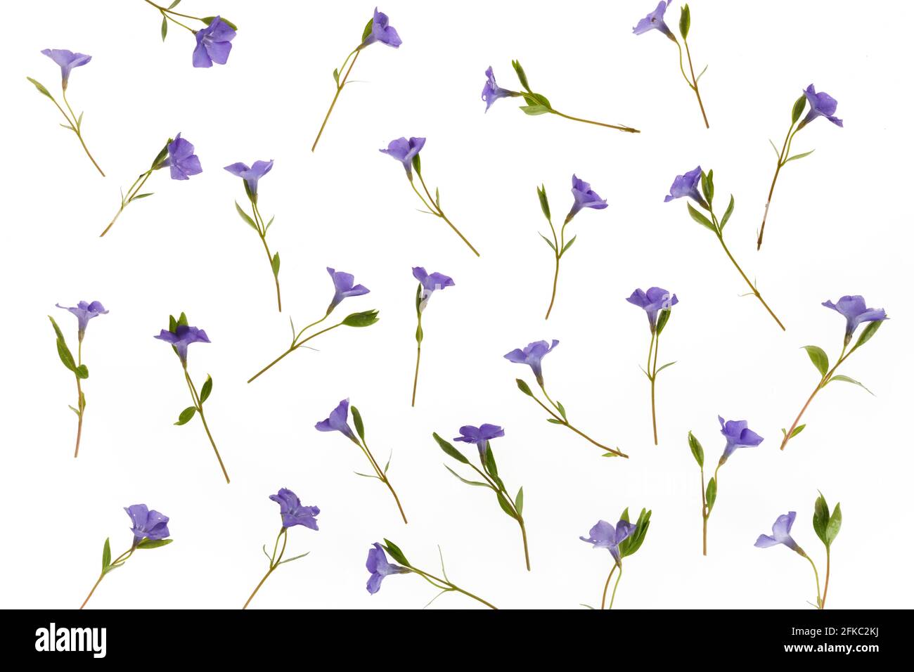 Periwinkle background hi-res stock photography and images - Alamy