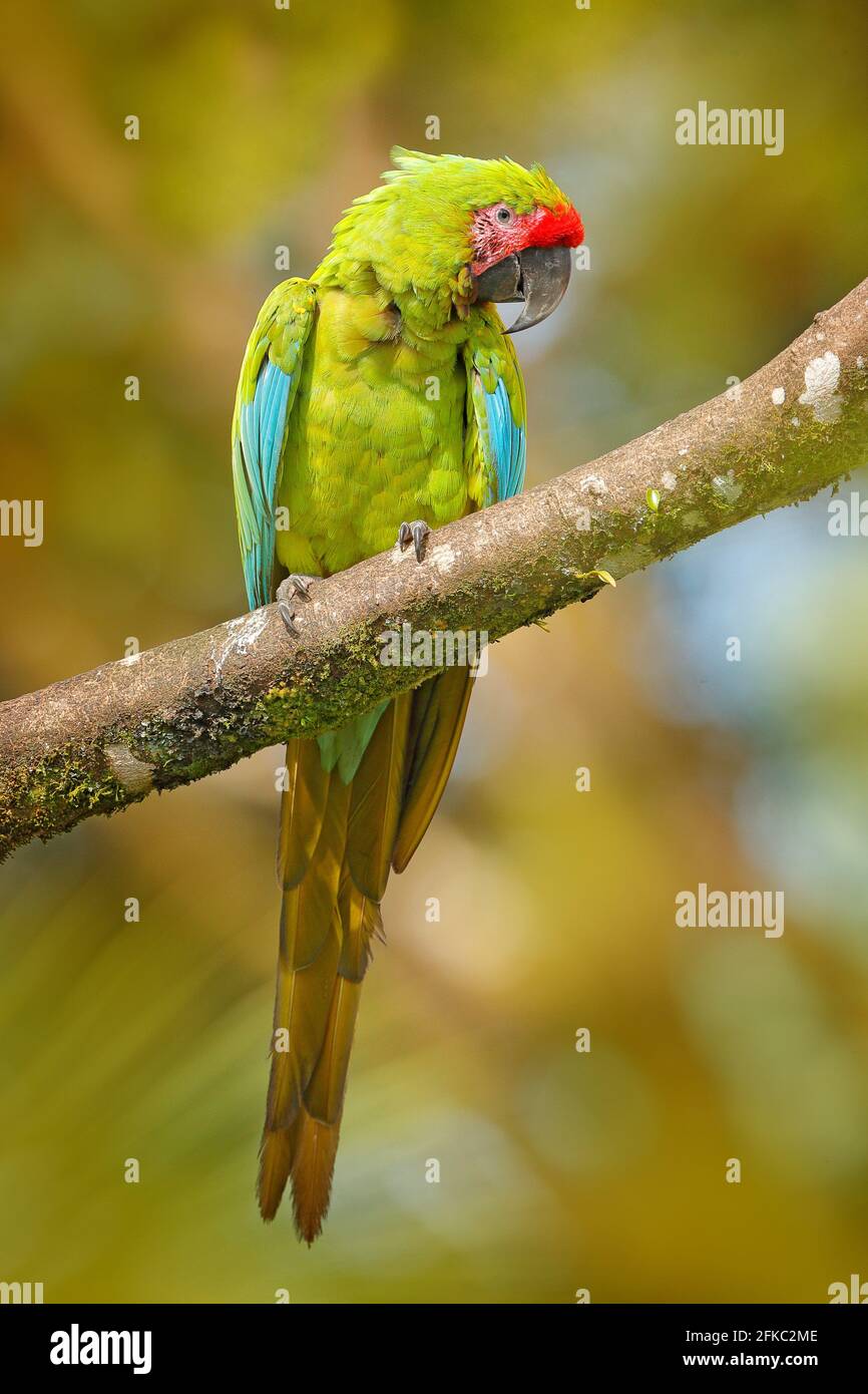 Portrait couple great green macaw hi-res stock photography and images ...
