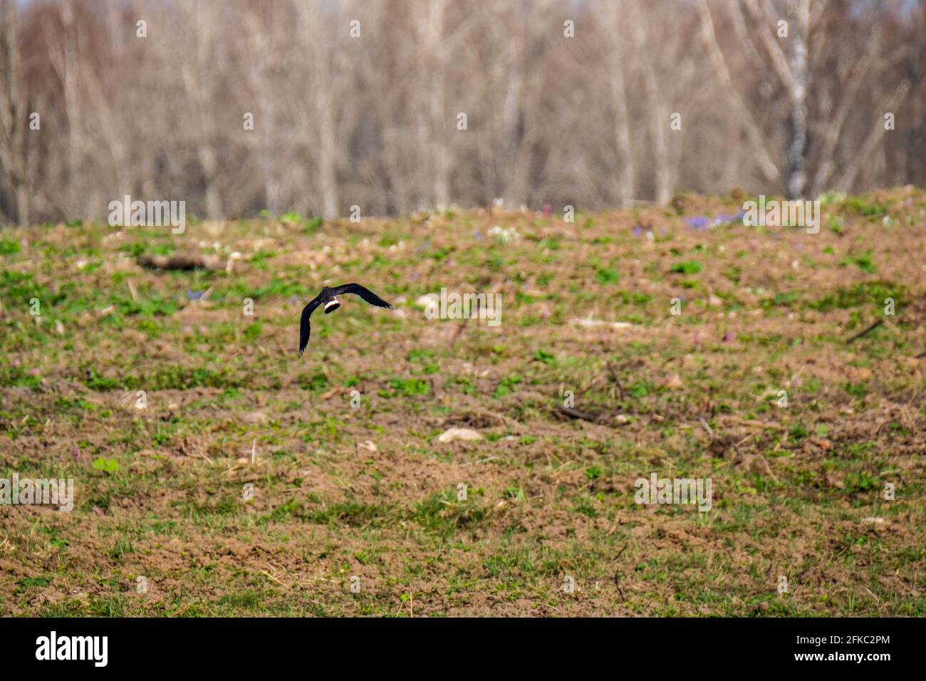 Terrestrial bulbul hi-res stock photography and images - Alamy
