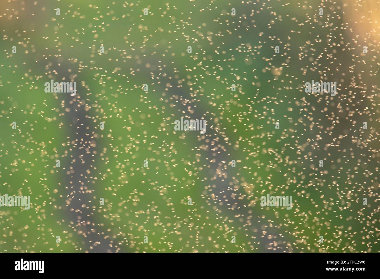 Midge flies hi-res stock photography and images - Alamy