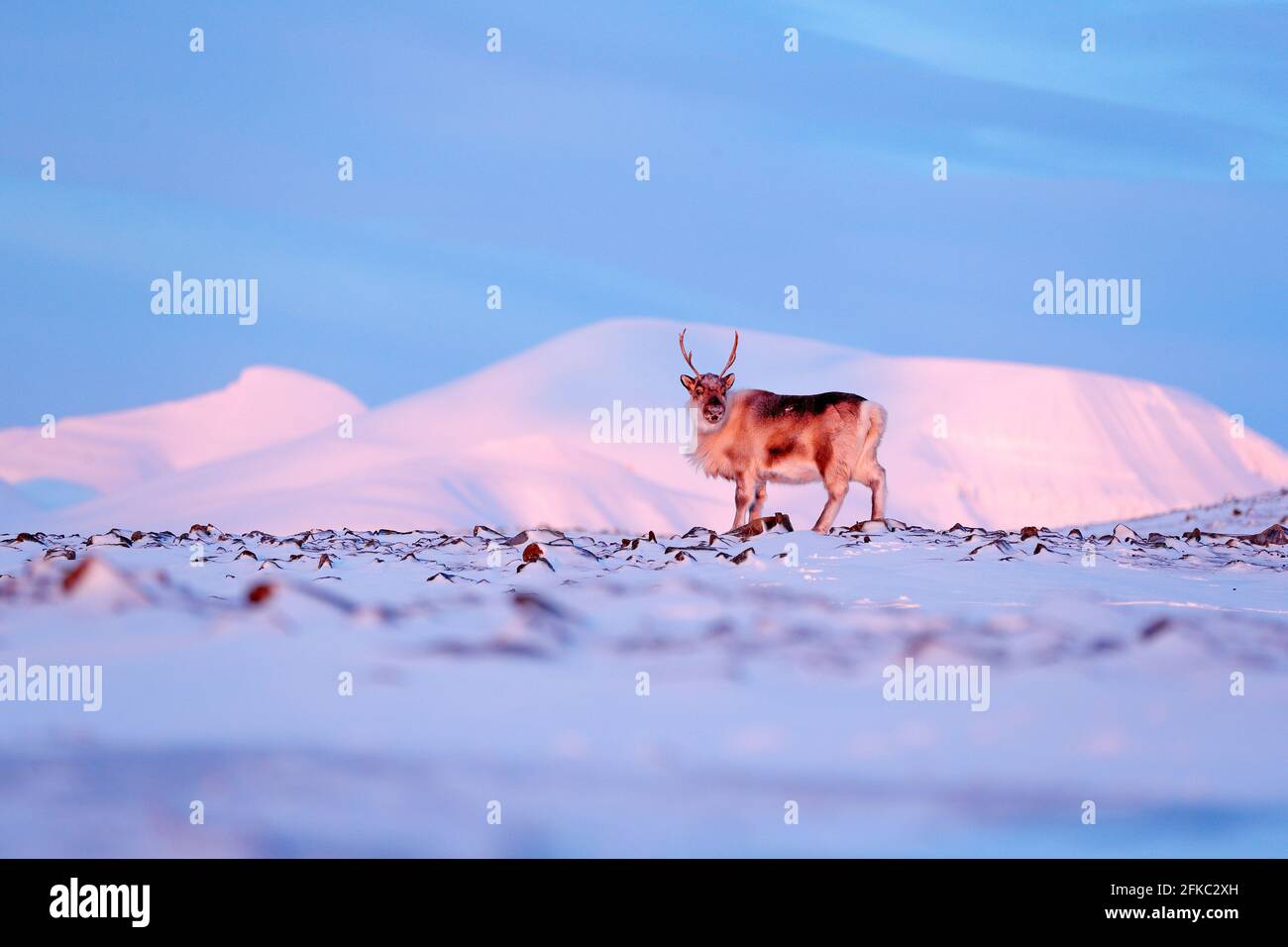 Winter landscape with reindeer. Wild Reindeer, Rangifer tarandus, with ...
