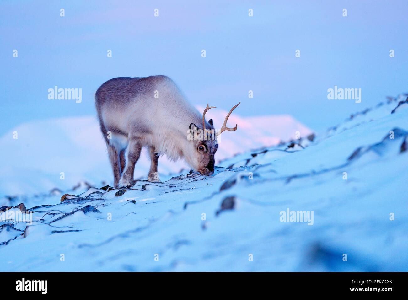 Winter landscape with reindeer. Wild Reindeer, Rangifer tarandus, with ...