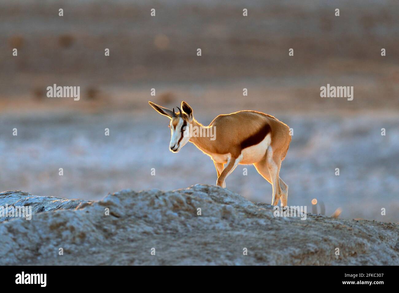 Springbok antelope, Antidorcas marsupialis, in the African dry habitat ...