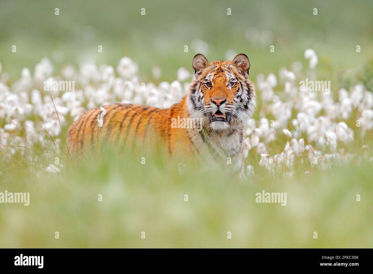 Siberian tiger in nature forest habitat, foggy morning. Amur tiger ...