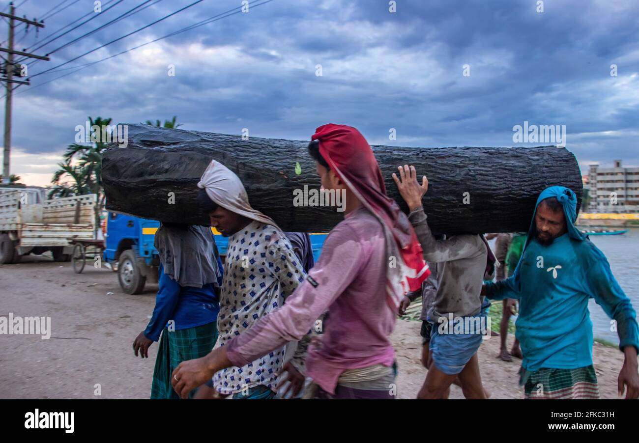 People are carrying a big tree trunk, I captured this image on 21-10 ...