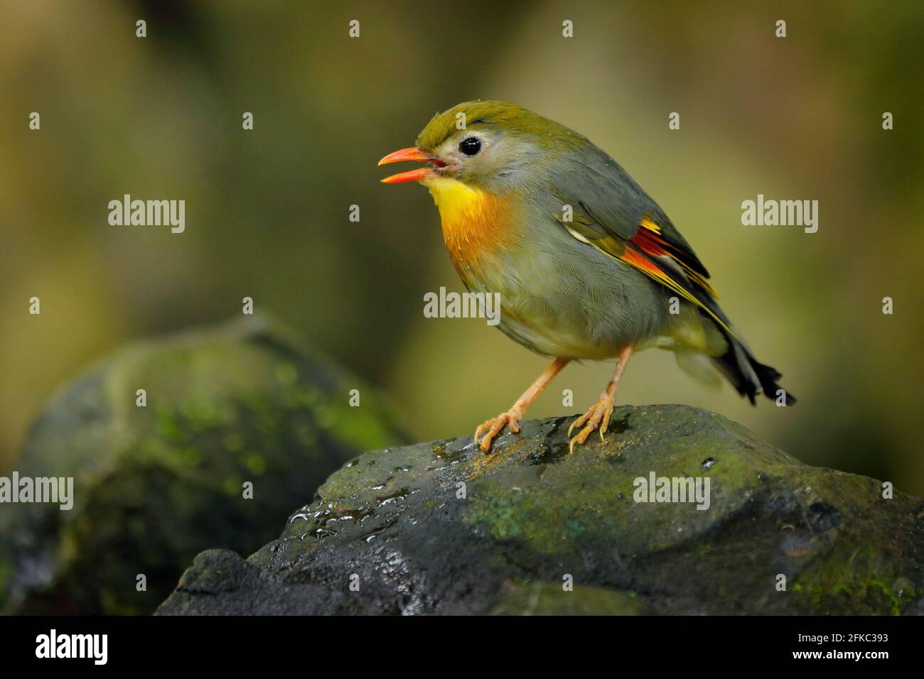 Red-billed leiothrix, Leiothrix lutea, rare bird from southern China ...