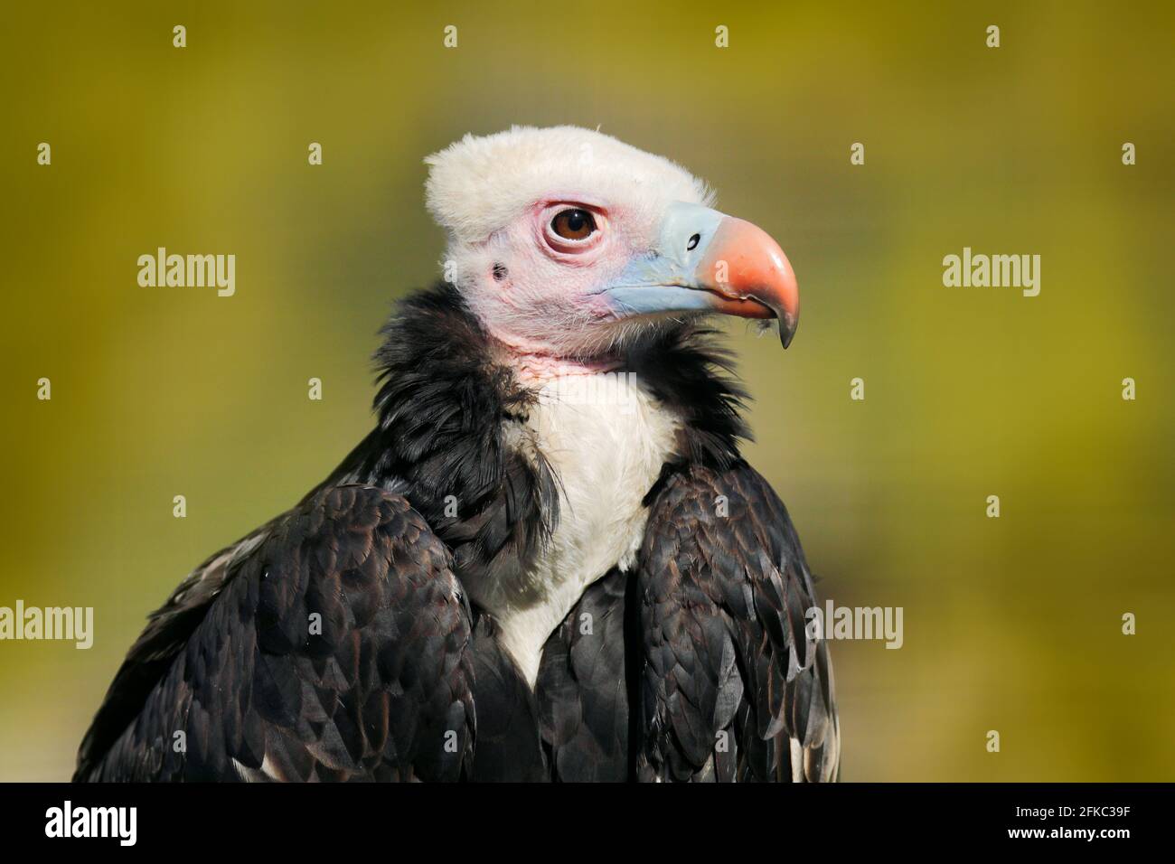White-headed vulture, Trigonoceps occipitalis, detail head portrait of ...
