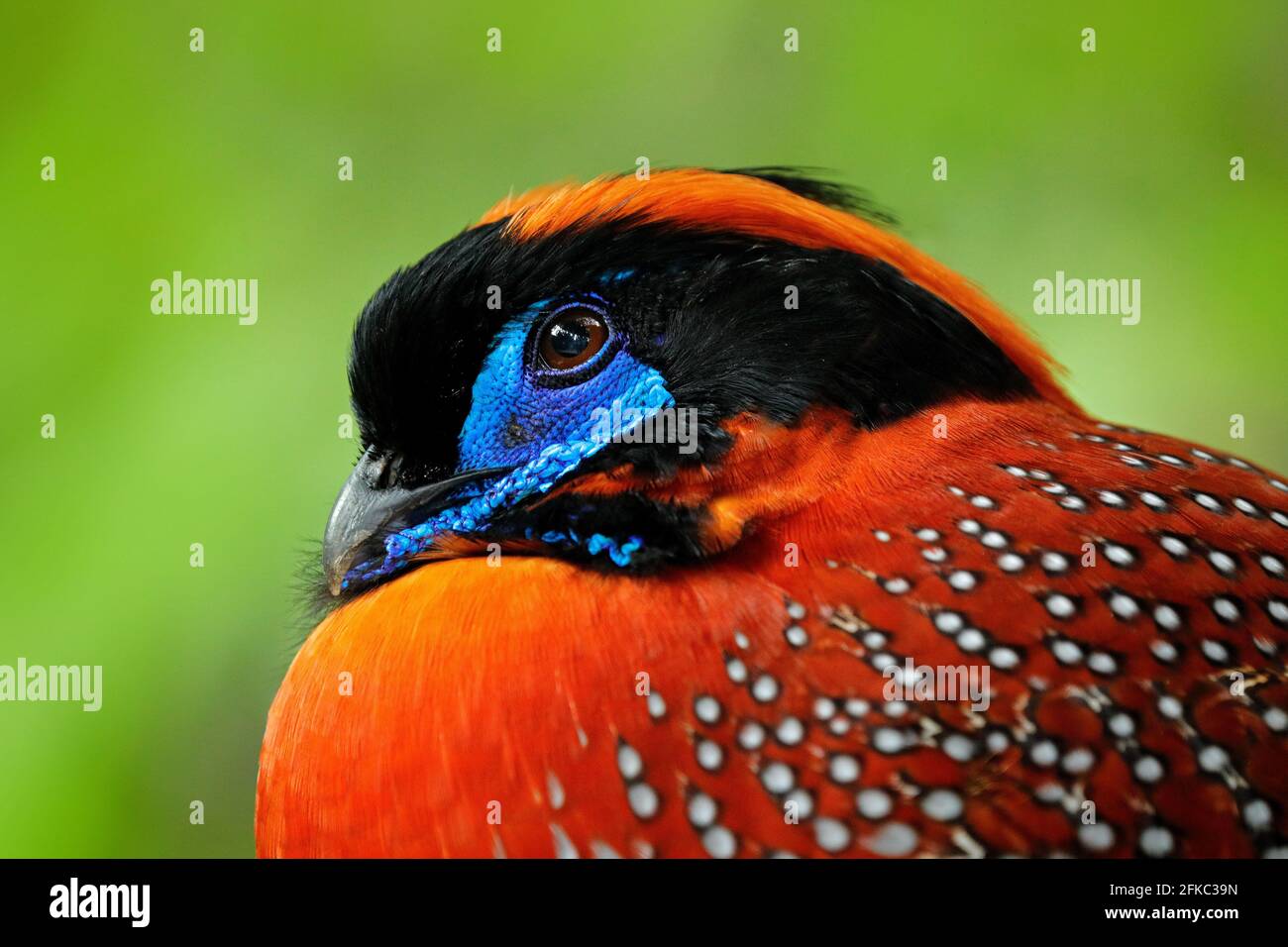 Exotic bird from Asia. Temminck's Tragopan, Tragopan temminckii, detail ...