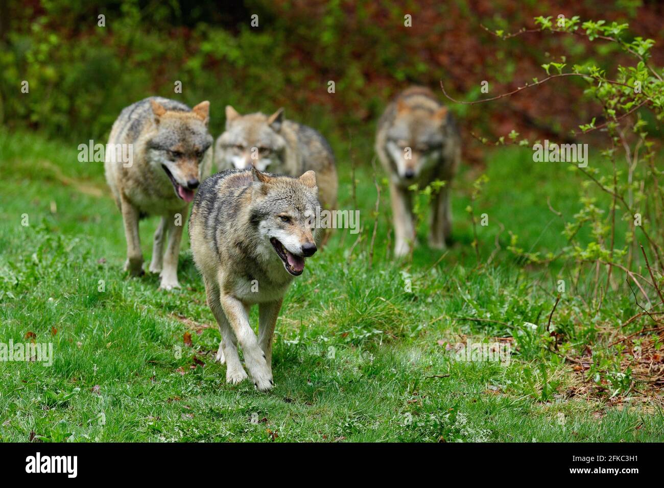 Wolf packs in forest. Gray wolf, Canis lupus, in the spring light, in ...
