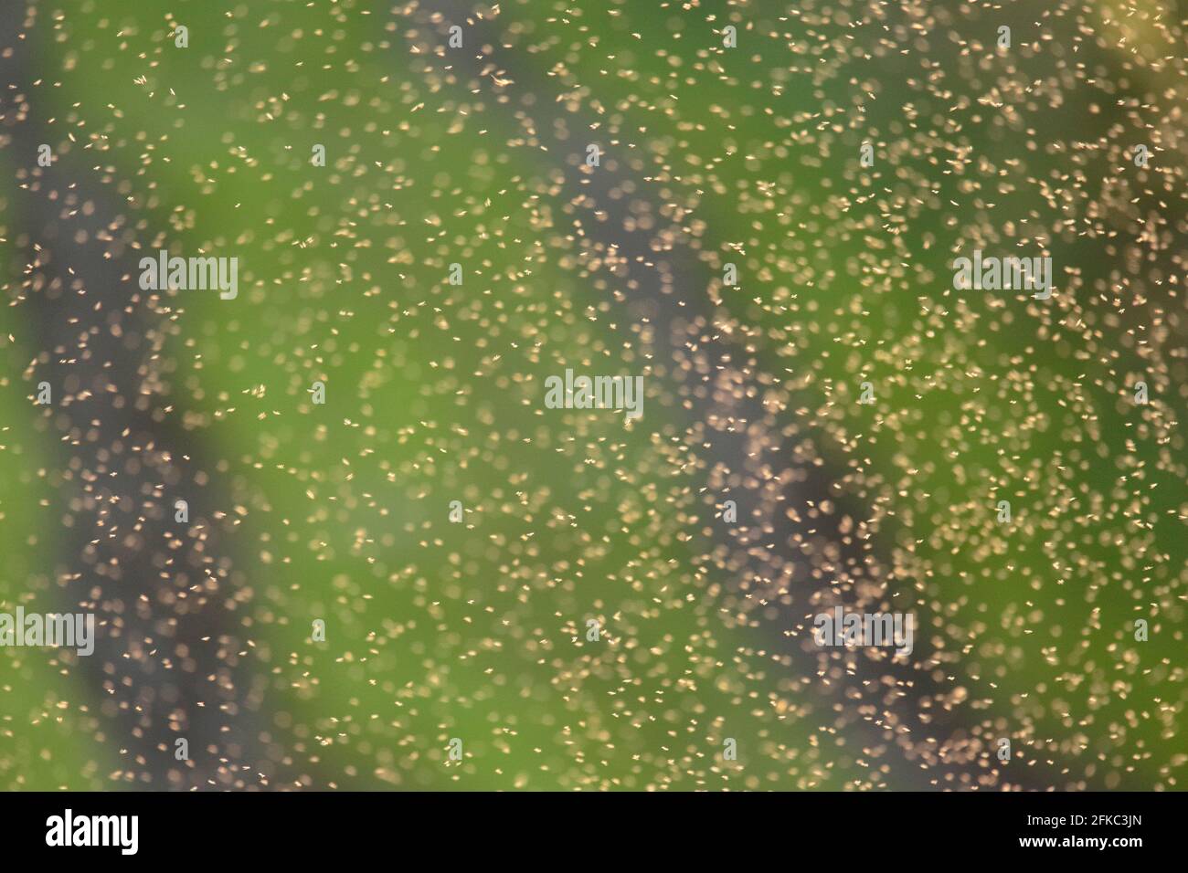 Midge flies hi-res stock photography and images - Alamy