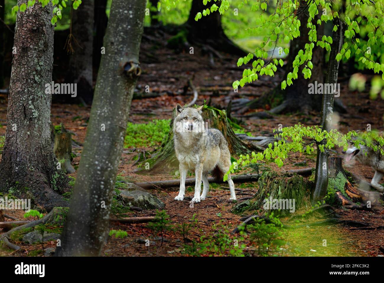 Gray wolf, Canis lupus, in the spring light, in the forest with green ...