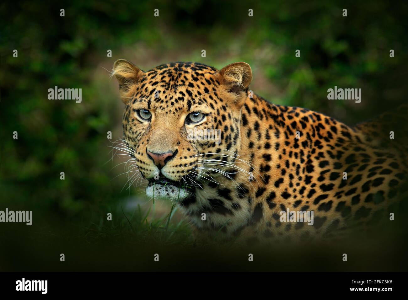 Far Eastern Amur leopard, Panthera pardus orientalis, detail portrait ...