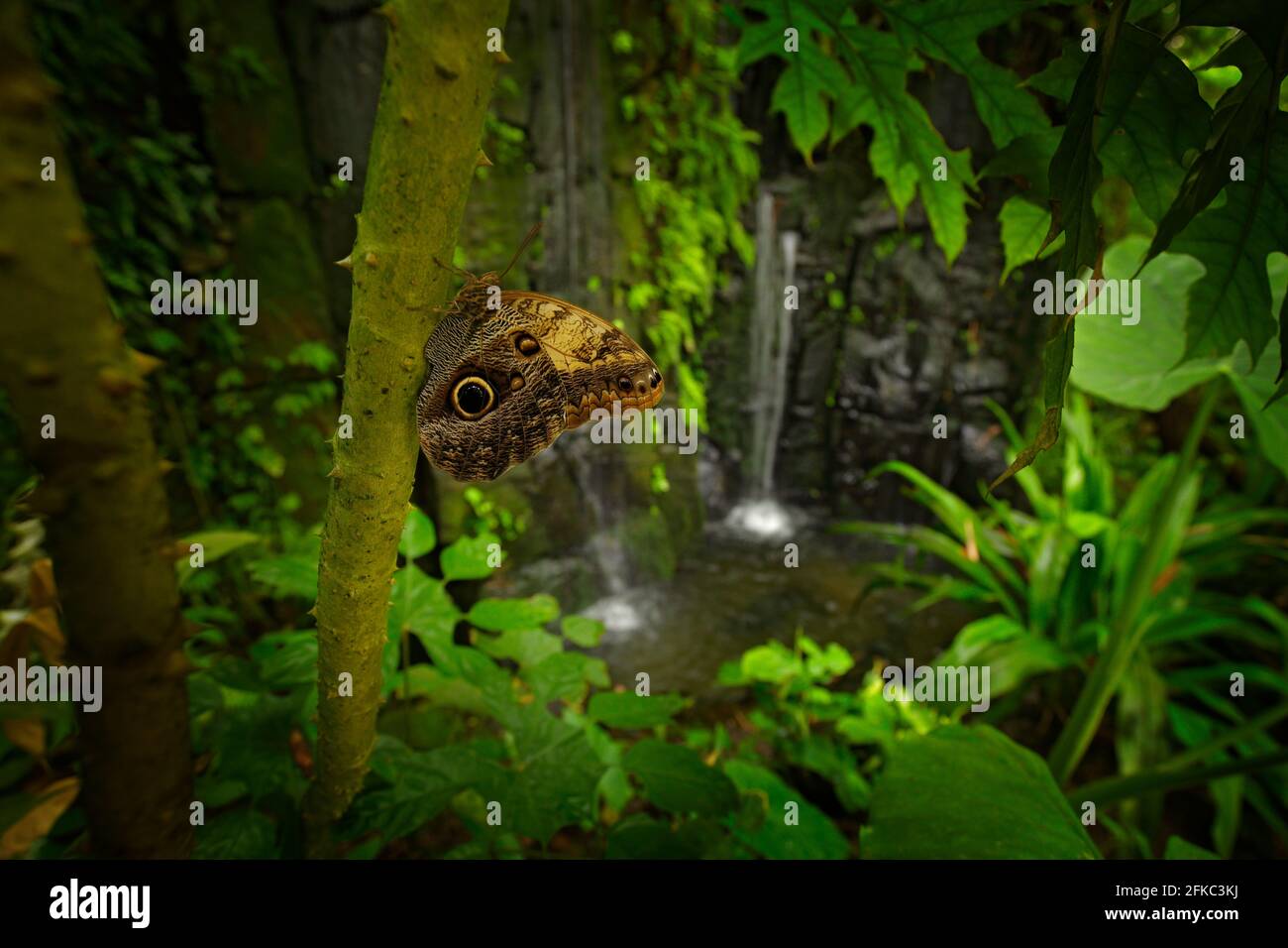 Beautiful insect in tropicc jungle forest. butterfly Blue Morpho ...