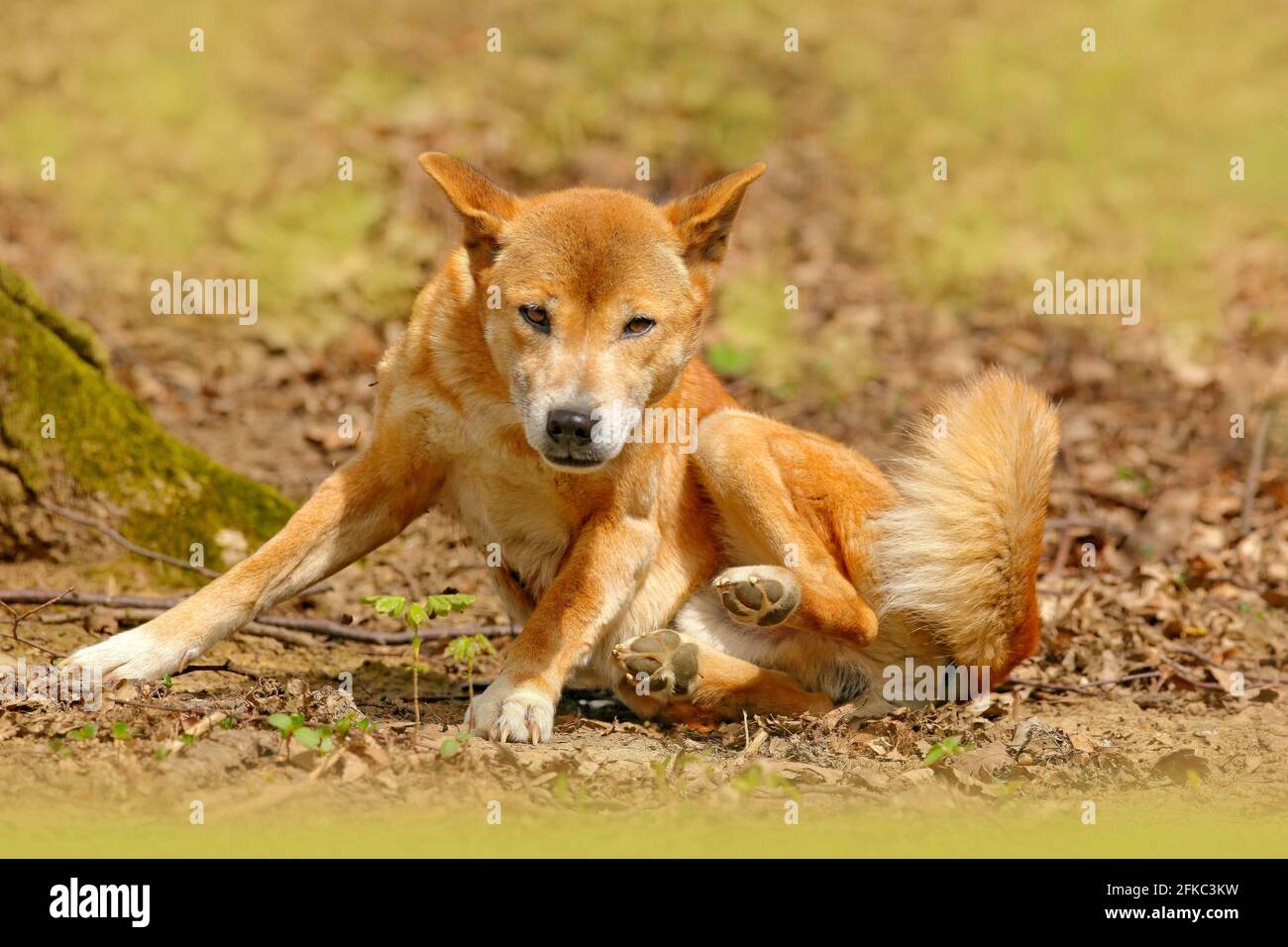 New Guinea singing dog, Canis dingo hallstromi, in the nature habitat ...