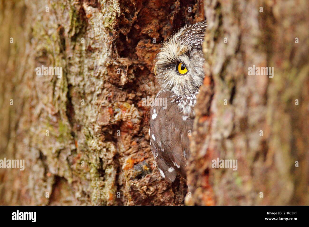 Owl hidden in tree nest hole in the forest. Little Owl, Athene noctua ...