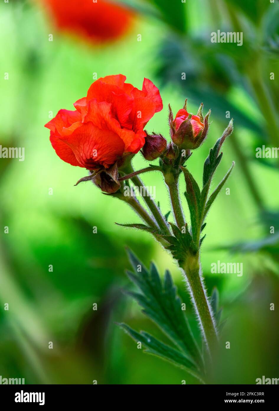 Geums hi-res stock photography and images - Alamy