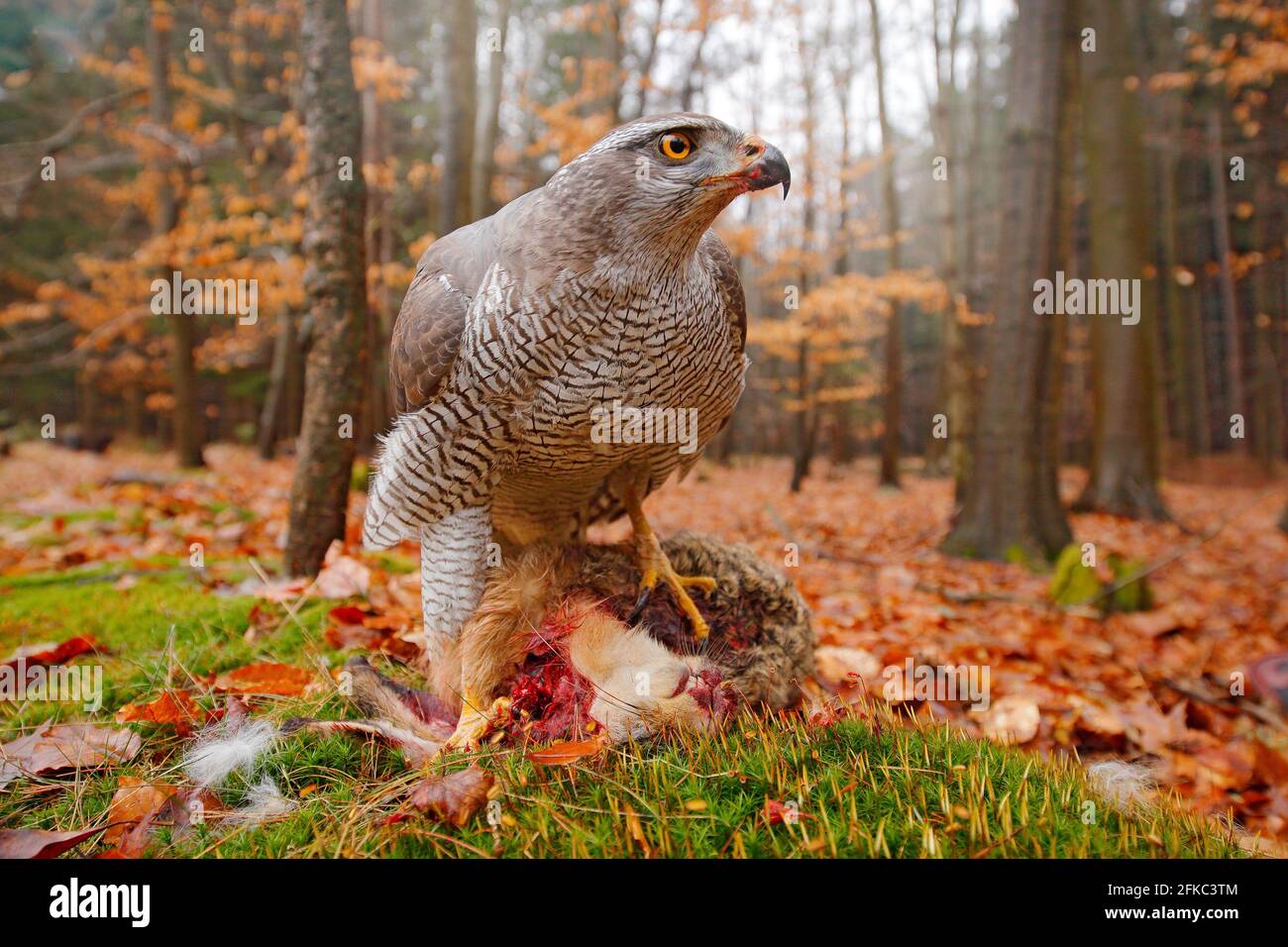 Hawk hunting hare hi-res stock photography and images - Alamy