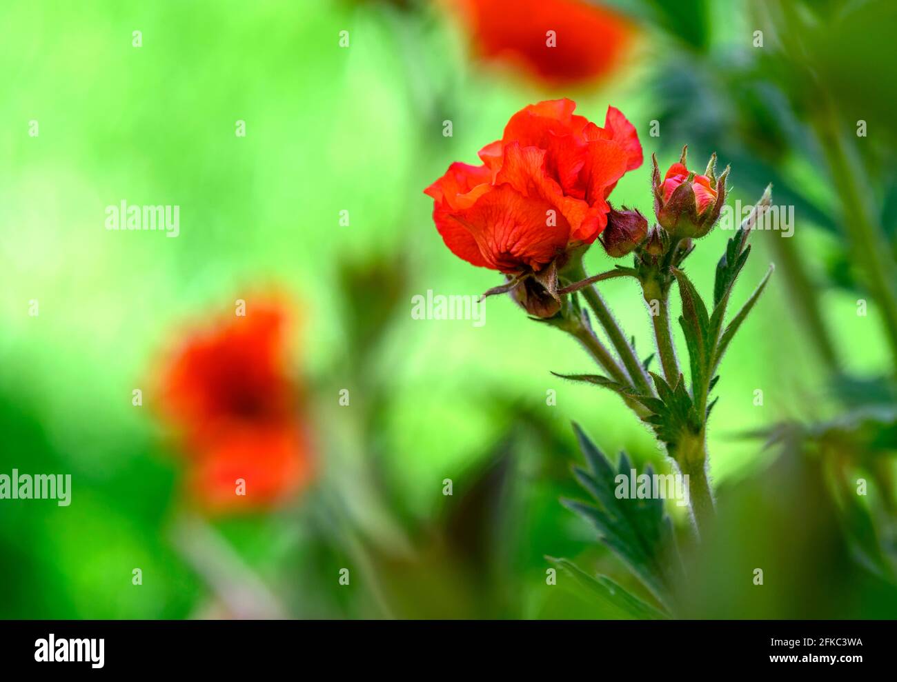 Bright red Geum flower. Geums (or Avens) are members of the Rose family ...