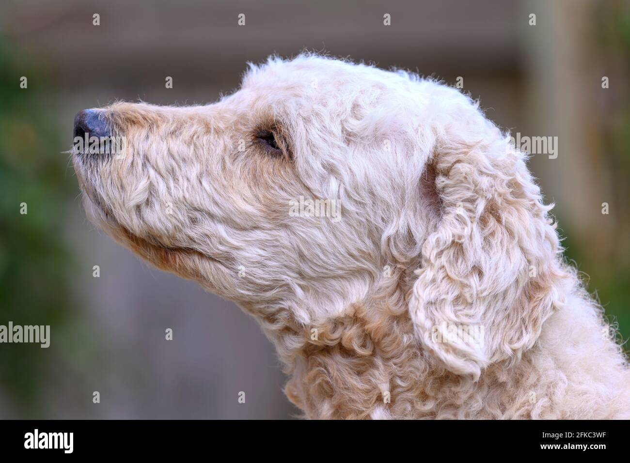 Close up of the head (side view) of a cute beige coloured Labradoodle ...