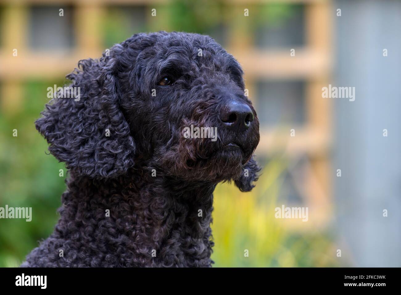 Black labradoodles hi-res stock photography and images - Alamy