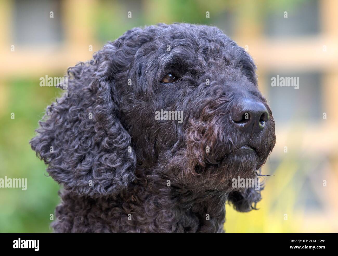 Black labradoodles hi-res stock photography and images - Alamy
