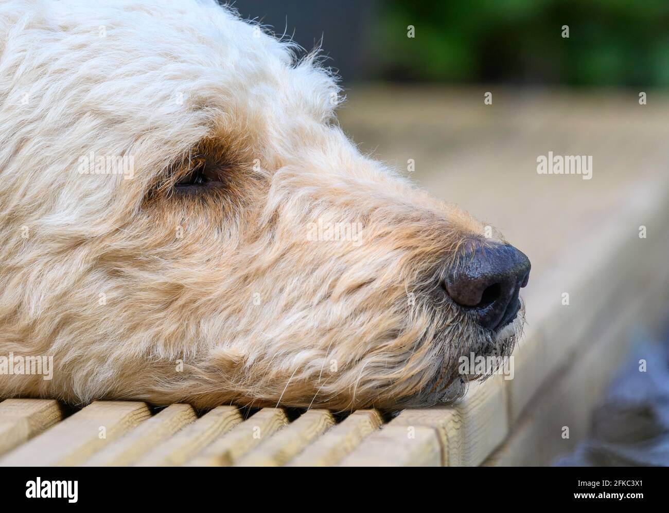 Close up of head (side view) of cute beige Labradoodle dog, lying down ...