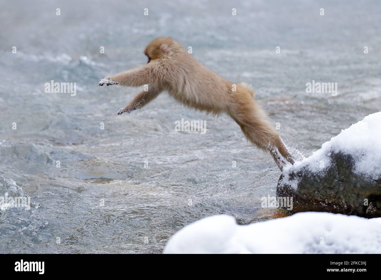 Monkey Japanese macaque, Macaca fuscata, jumping across the river ...