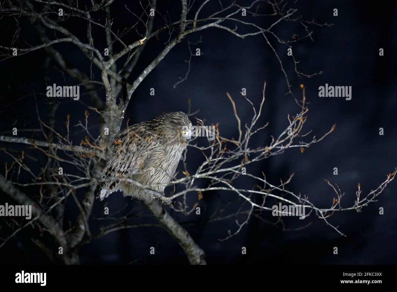 Blakiston's fish owl, largest living species of fish eagle owl. Bird ...