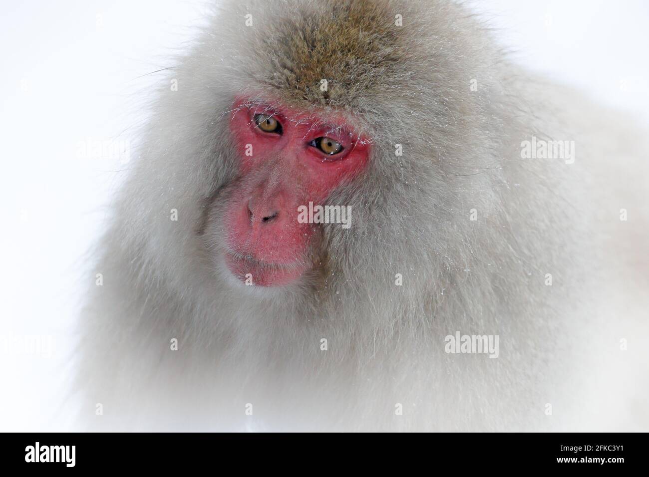 Monkey Japanese macaque, Macaca fuscata, red face portrait in the cold ...