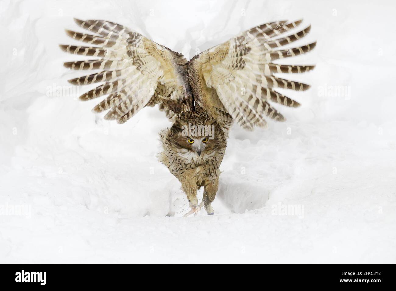 Owl fly with fish. Blakiston's fish owl, Bubo blakistoni, night fly ...