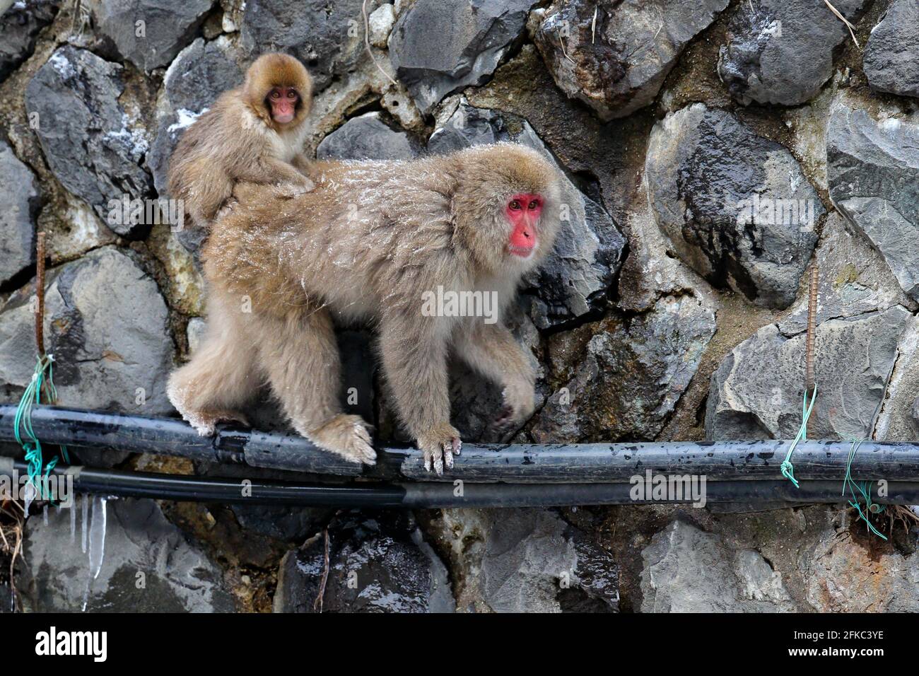 Monkey Japanese macaque, Macaca fuscata, jumping across the river ...
