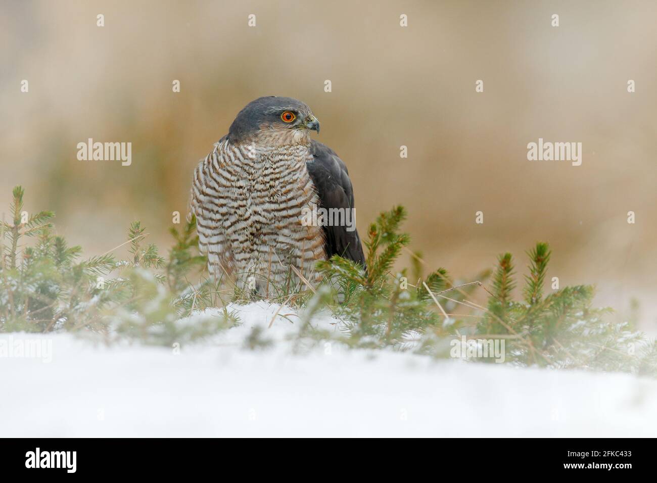 Eurasian sparrowhawk, Accipiter nisus, sitting on the snow in the ...